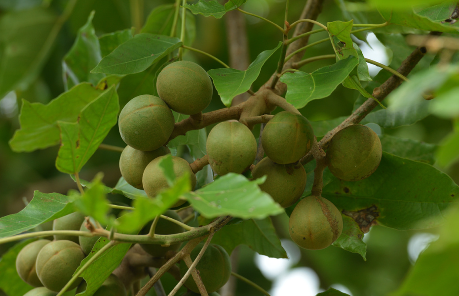 Kona Body Care | All Natural Hawaiian Kukui Nut Oil Skincare Products